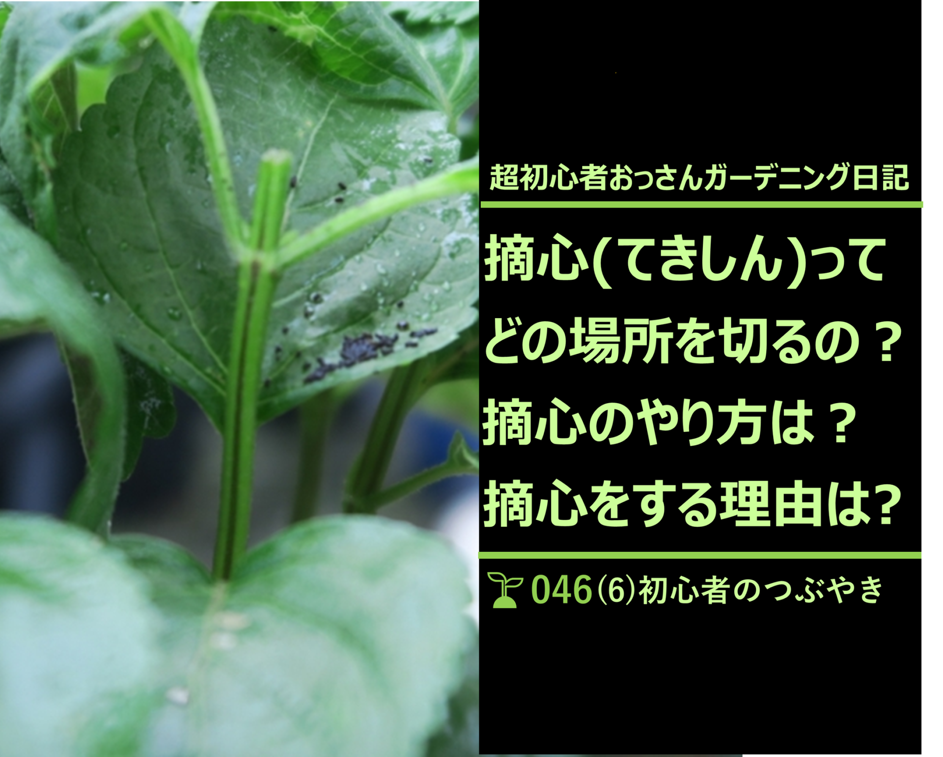 摘心(摘芯)ってどの場所を切るの？やり方は？する理由とは？ | セキスイハイムbjベーシックで家を建てたブログ